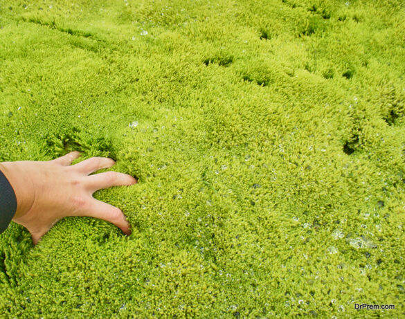 Guide to Choose the Right Type of Moss for Home Garden