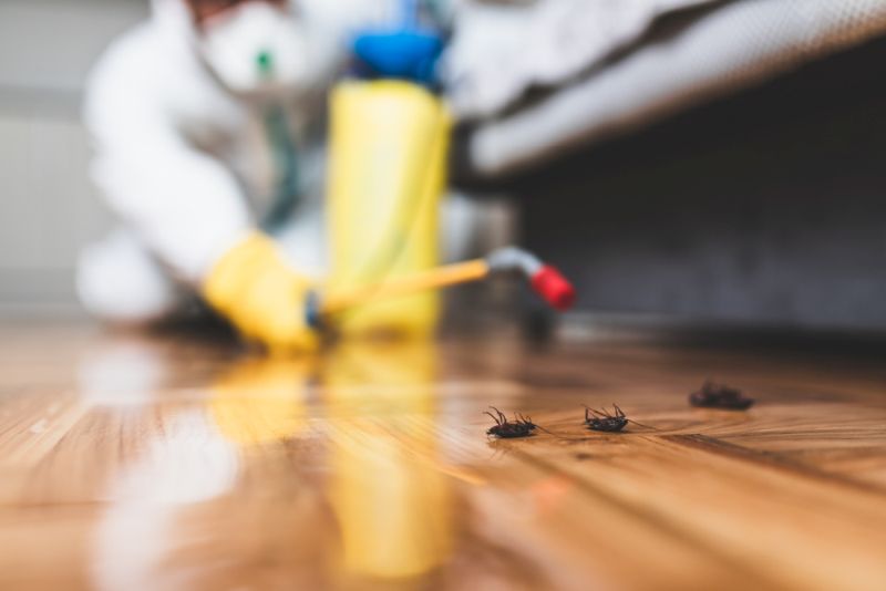 How to Get Rid of Pests Permanently – Designbuzz.com
